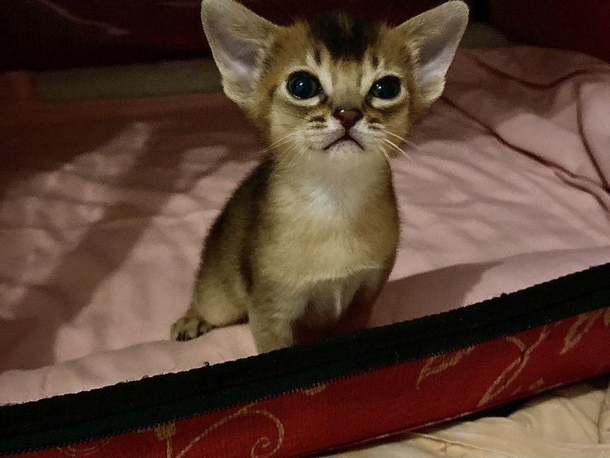 Абиссинские котята