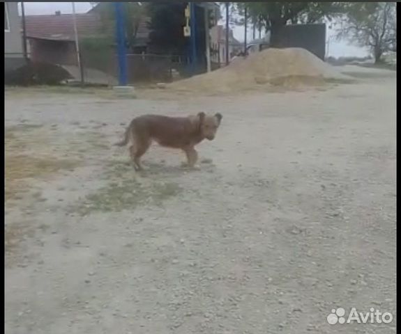 Собака маленькая порода в дбрые руки бесплатно