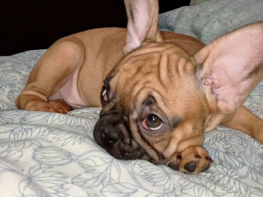 Французский бульдог щенки