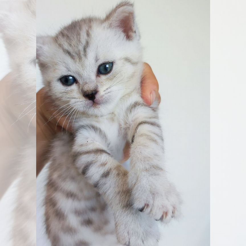 Продажа шотландских котят в Казани