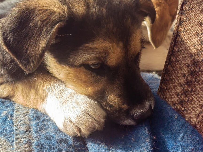 Щенок в добрые руки