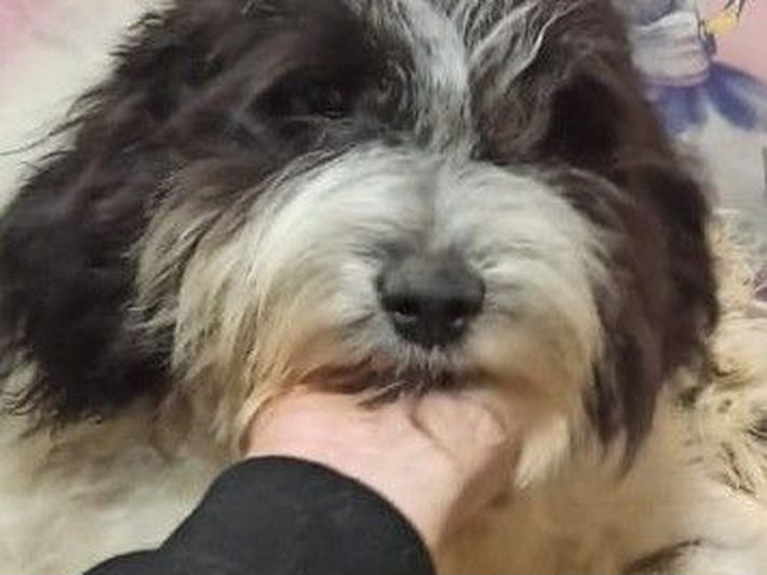 Русская цветная болонка