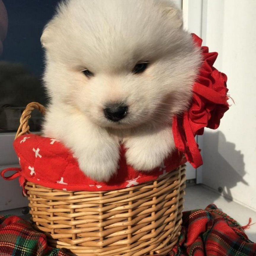 Щенки самоеда