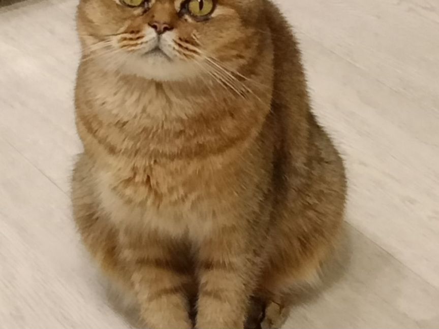 Шотландский прямоухий кот