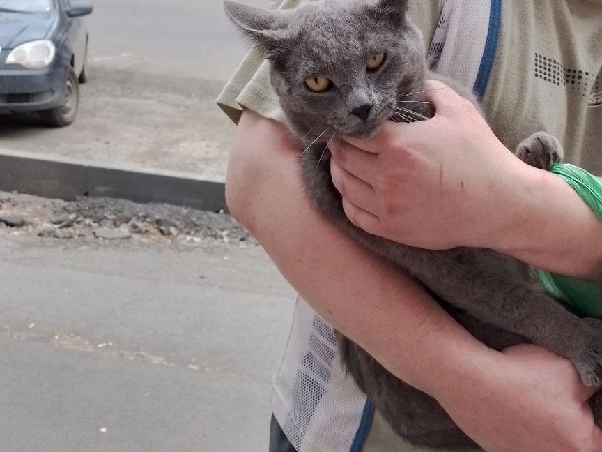 Британец чистокровный