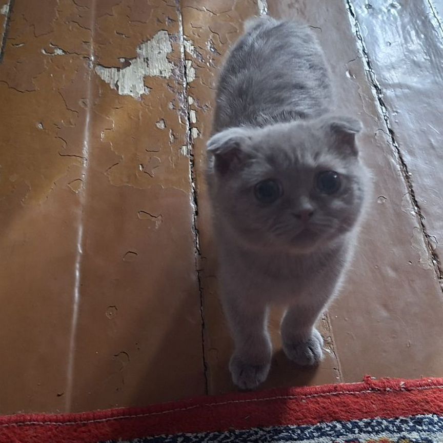 Шотландский вислоухий короткошёрстный котёнок