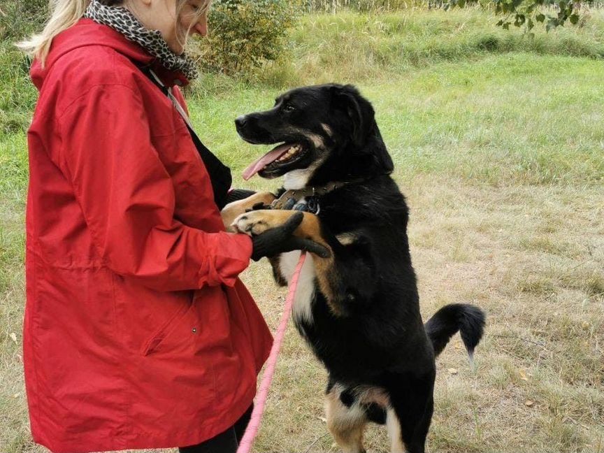 Крупный пес ждет семью в приюте