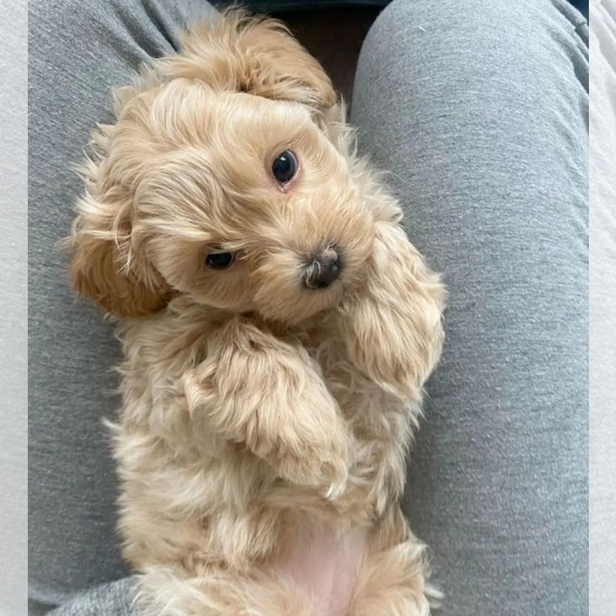 Мальтипу, щенок