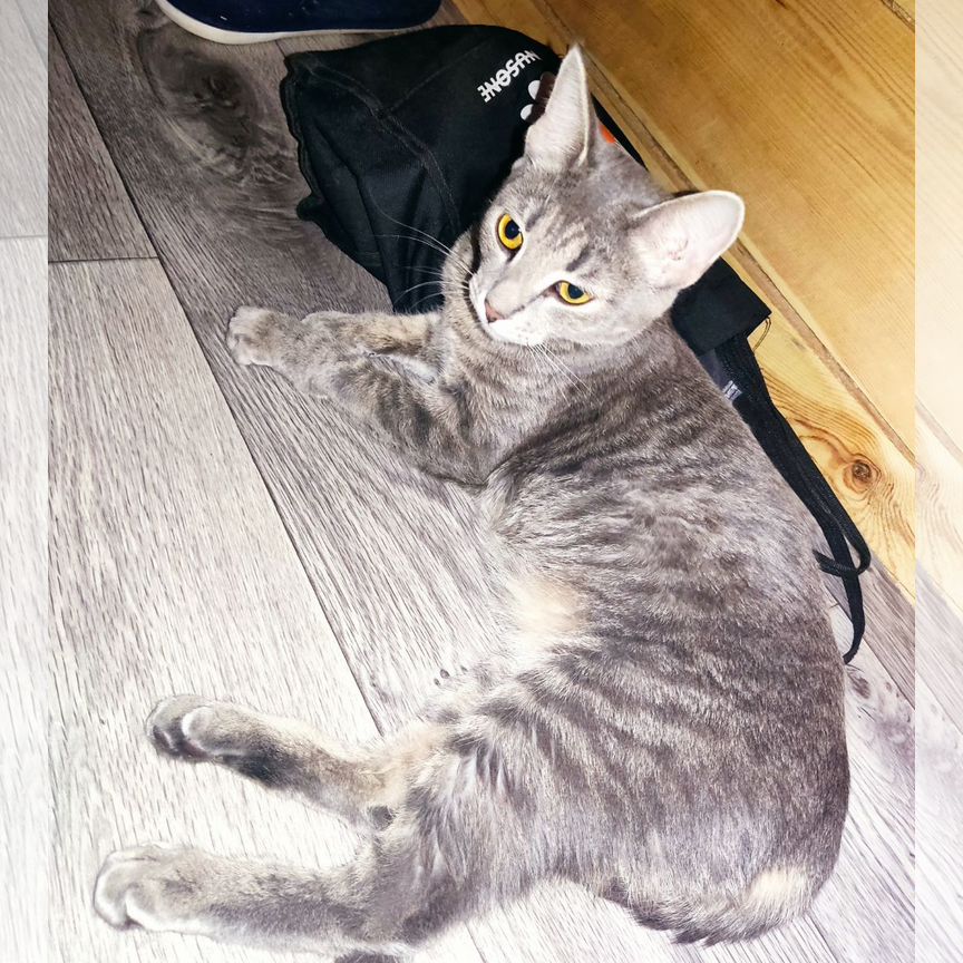 Британская короткошёрстная кошка, взрослая