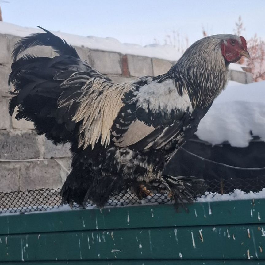 Куры и петухи брама