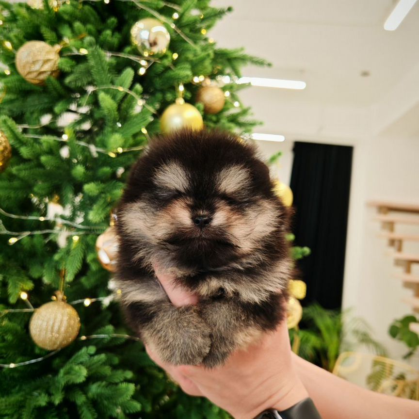 Померанский шпиц супер мини мальчик медвежонок