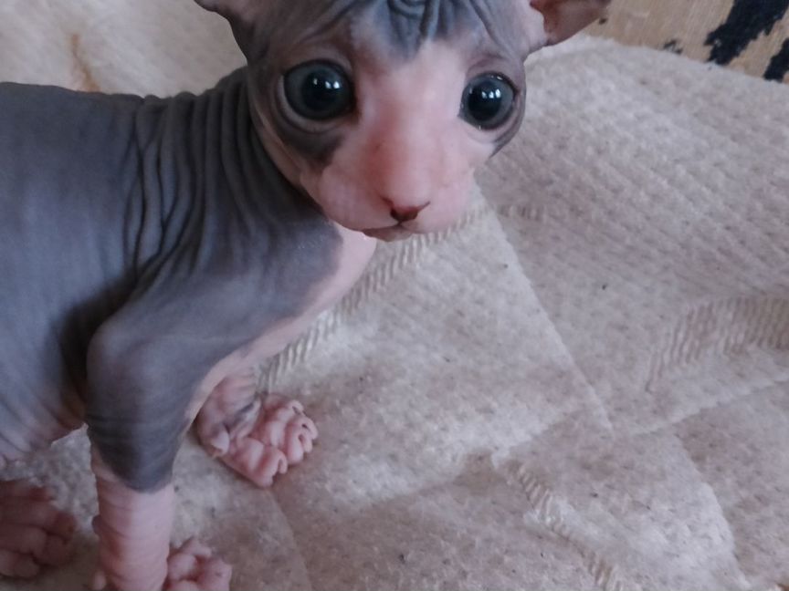 Готовятся к продаже котята