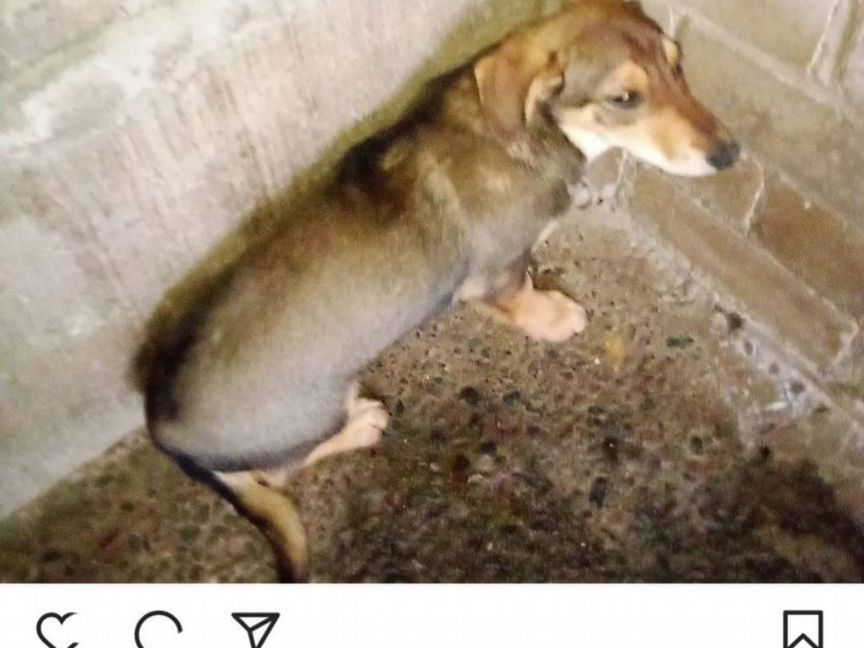 Метис таксы ищут ручки