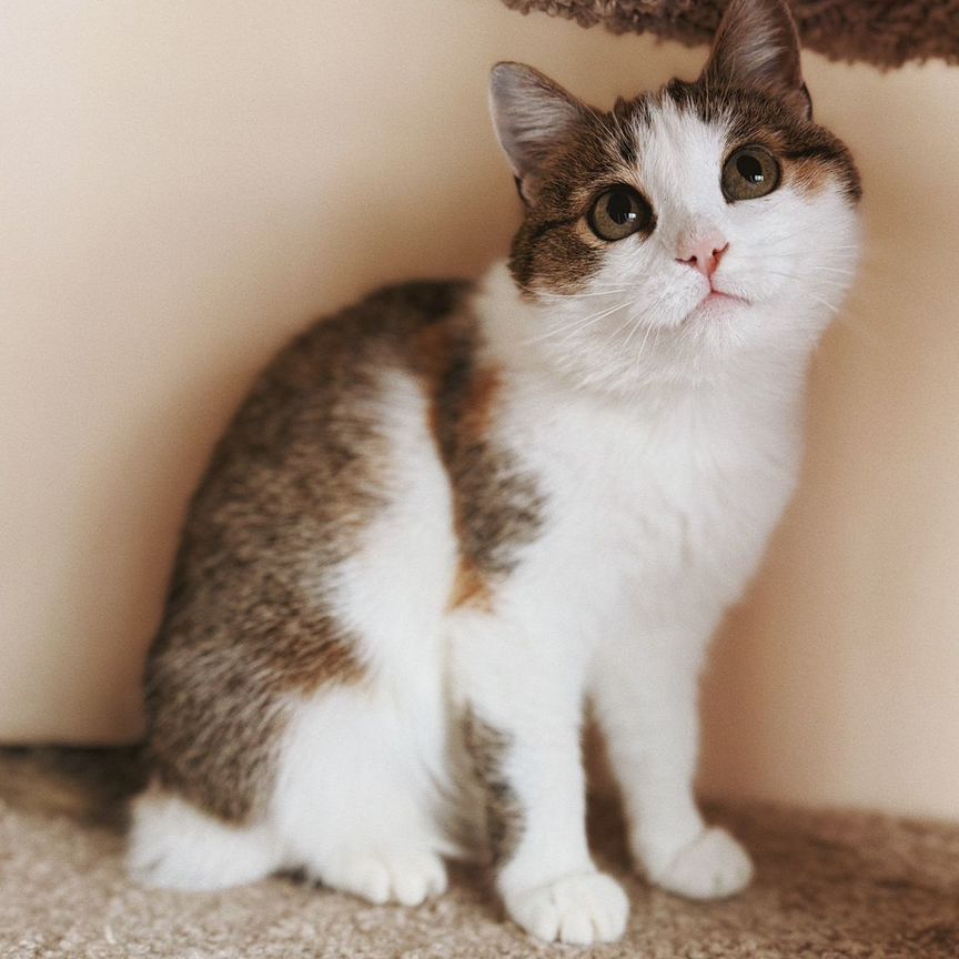 Взрослая, кошка в добрые руки