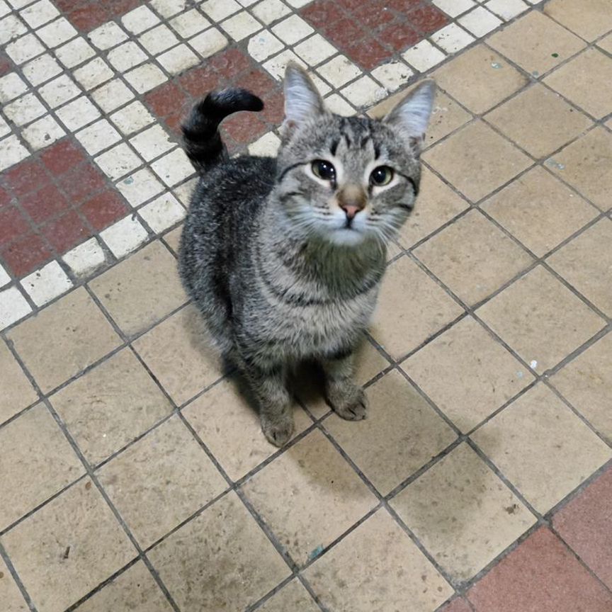 Котёнок в добрые руки