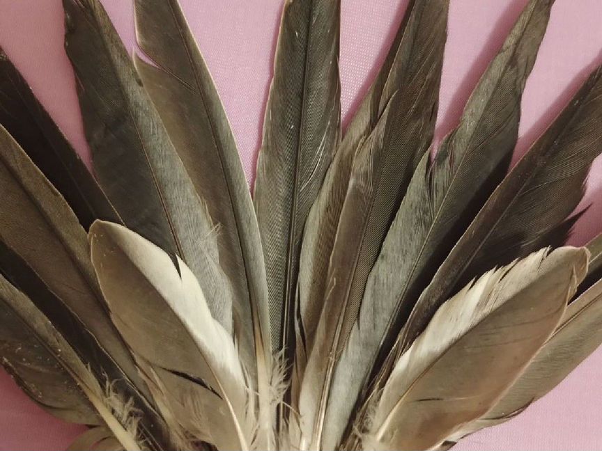 Перышки попугайчиков