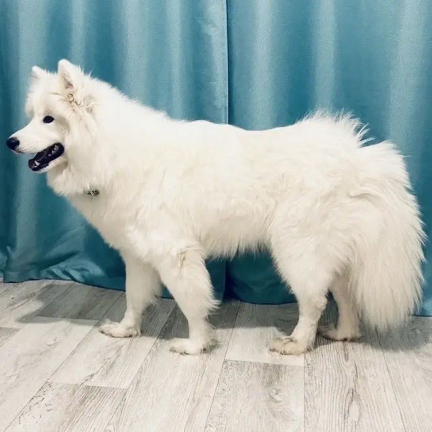 Самоедская собака, щенок