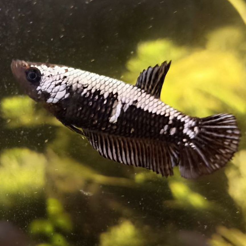 Рыбка петушок самка плакат