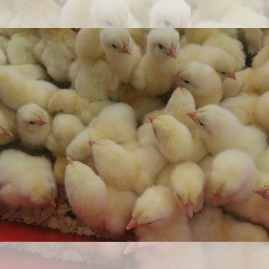 Гусята,утята,несушки