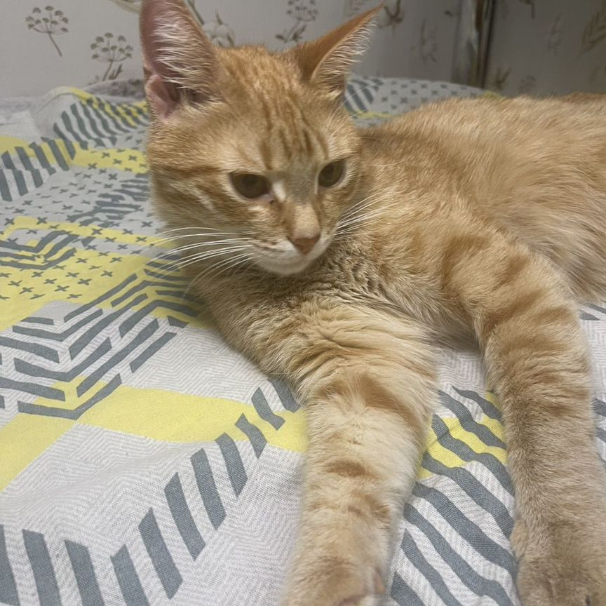 Ищу родного хозяина, не нового
