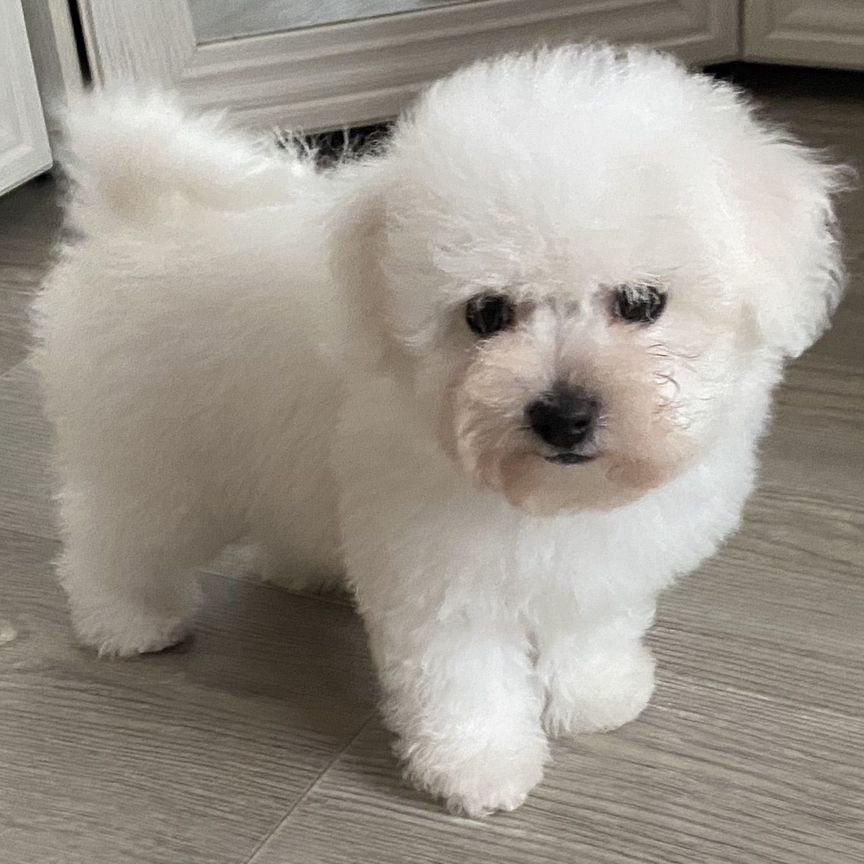 Бишон фризе, щенок