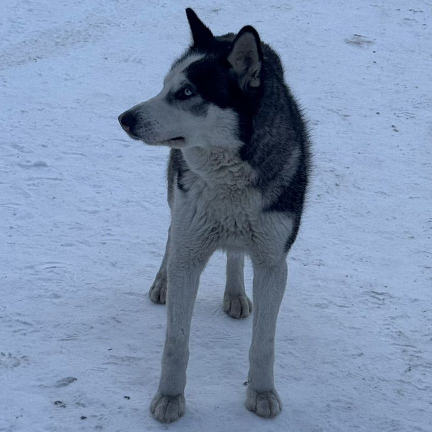 Сибирский хаски, взрослый пёс
