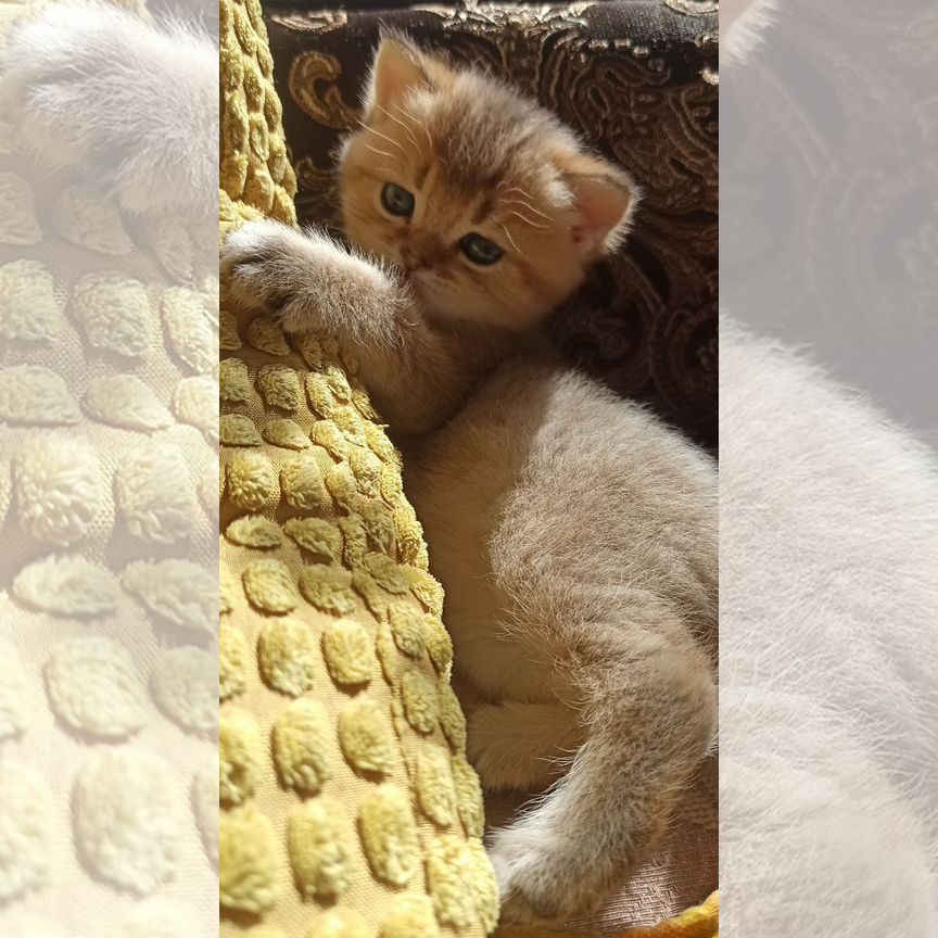 Британский короткошёрстный котёнок