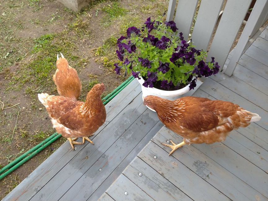 Куры несушки 8 штук, продам