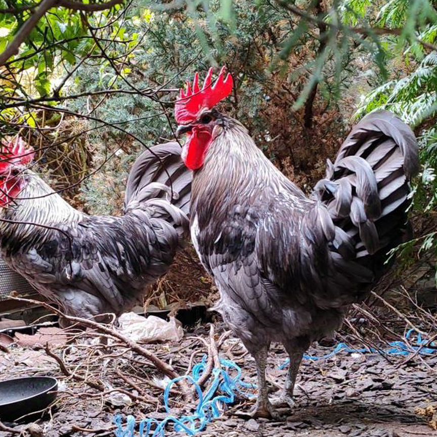 Петухи сильверудд, фавероль