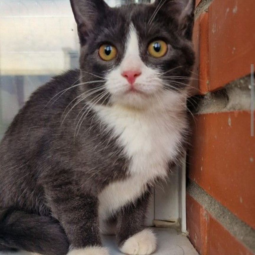 Котёнок серый мальчик 2,5 мес