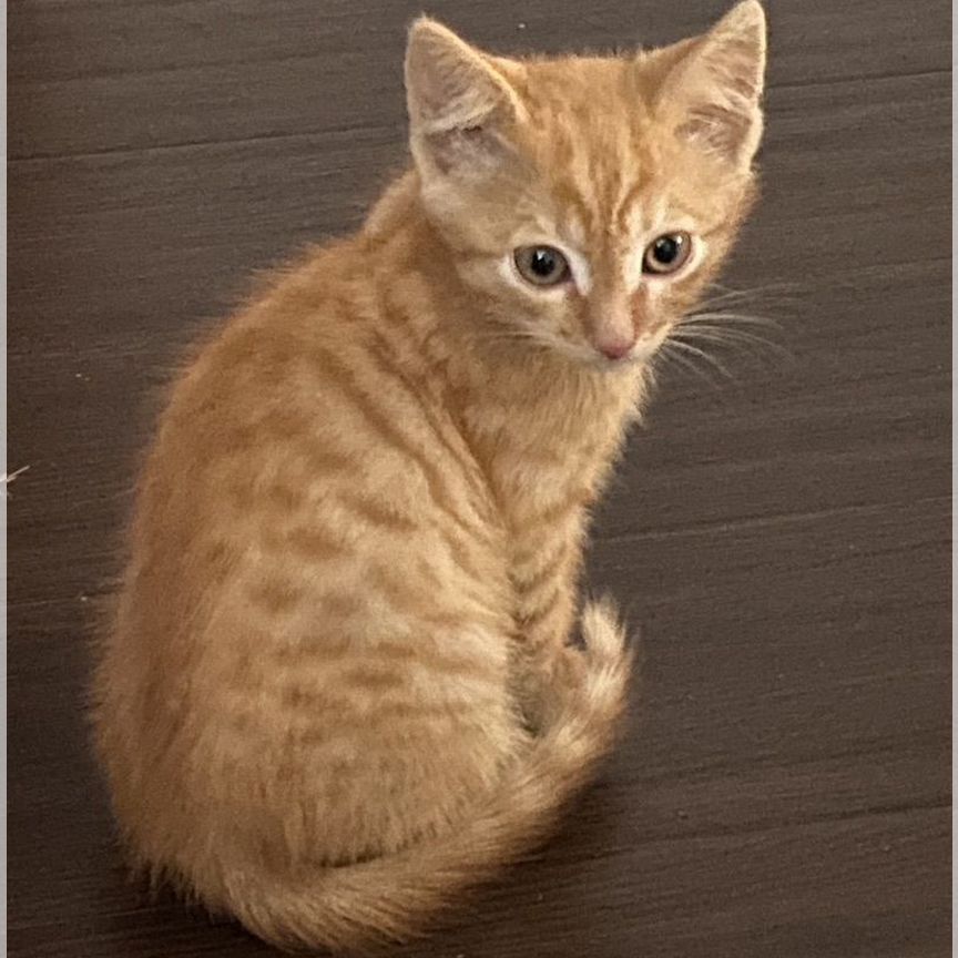Найден котенок, ищем хозяев