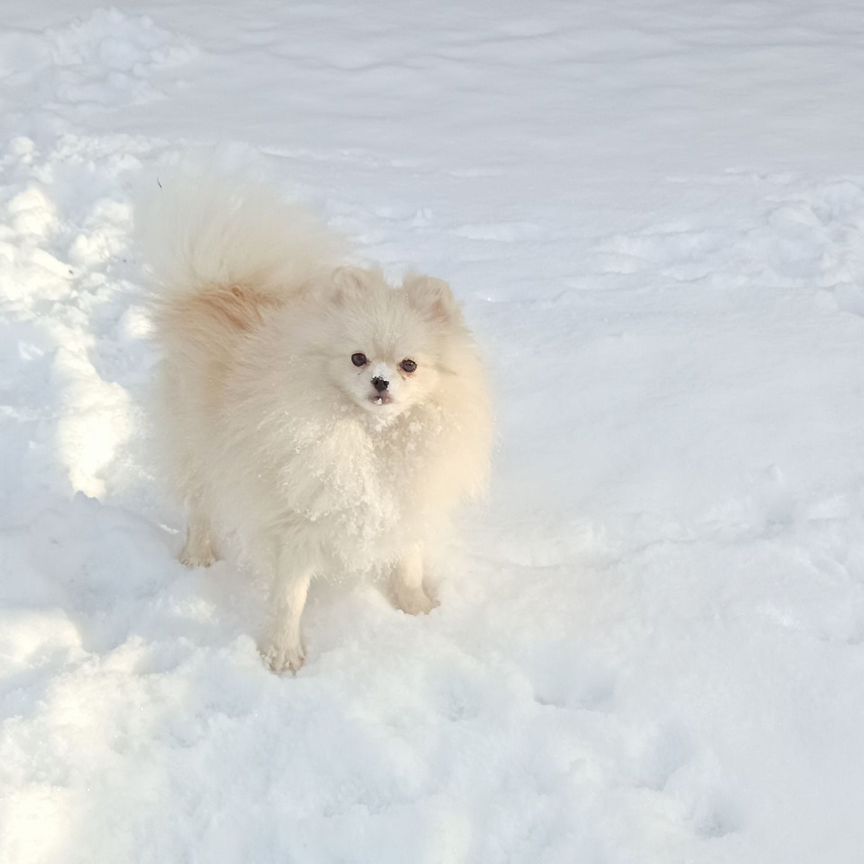 Померанский шпиц мальчик