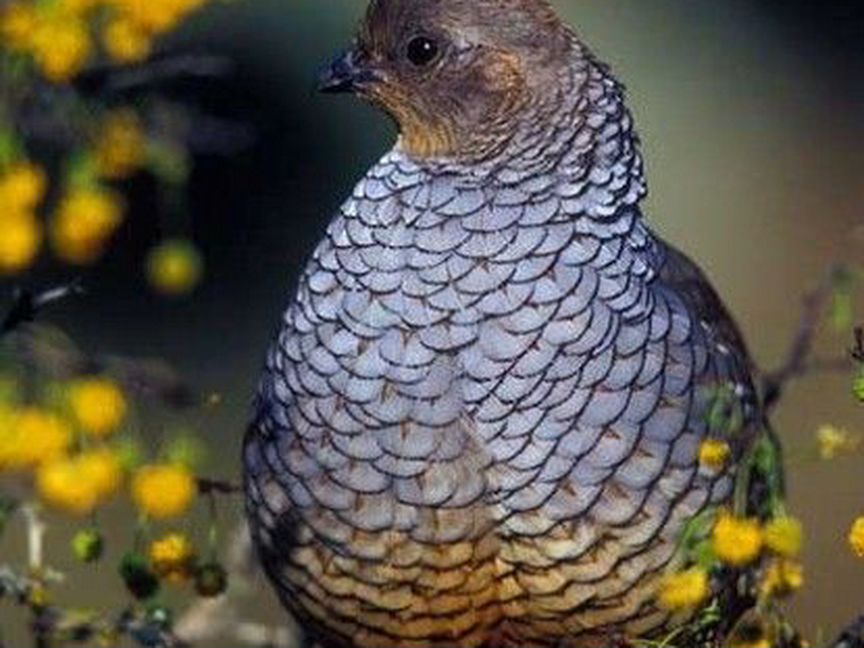 Чешуйчатый перепел (Callipepla squamata)