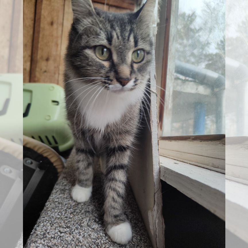 Взрослая кошка в добрые руки