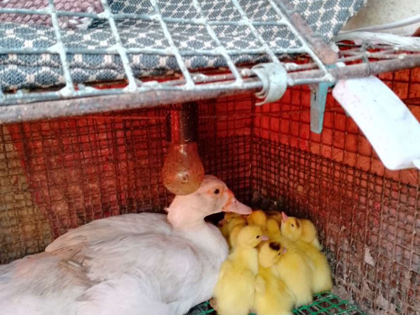 Индоутята тяжелой линии