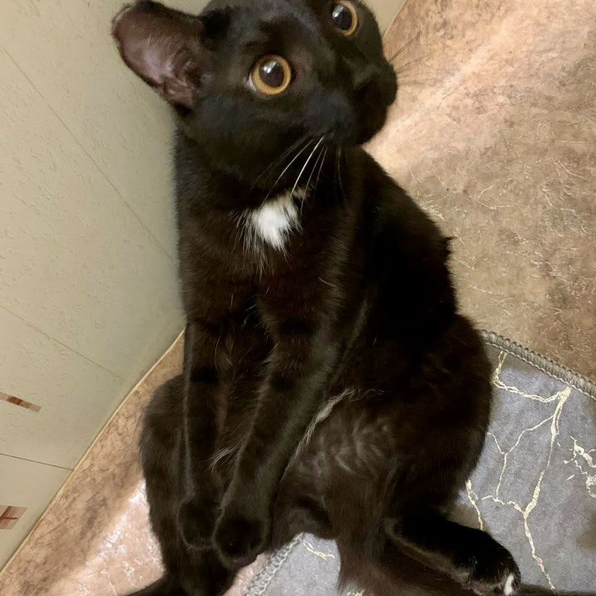 Взрослый кот от частного владельца