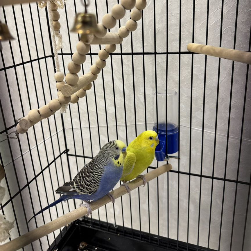 Волнистый попугай