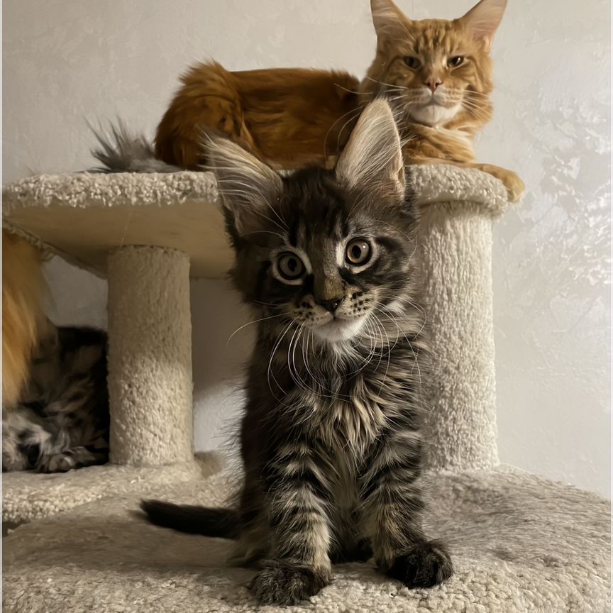 Мейн-кун котёнок