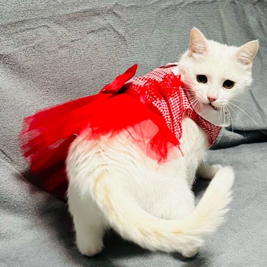 Белая кошка