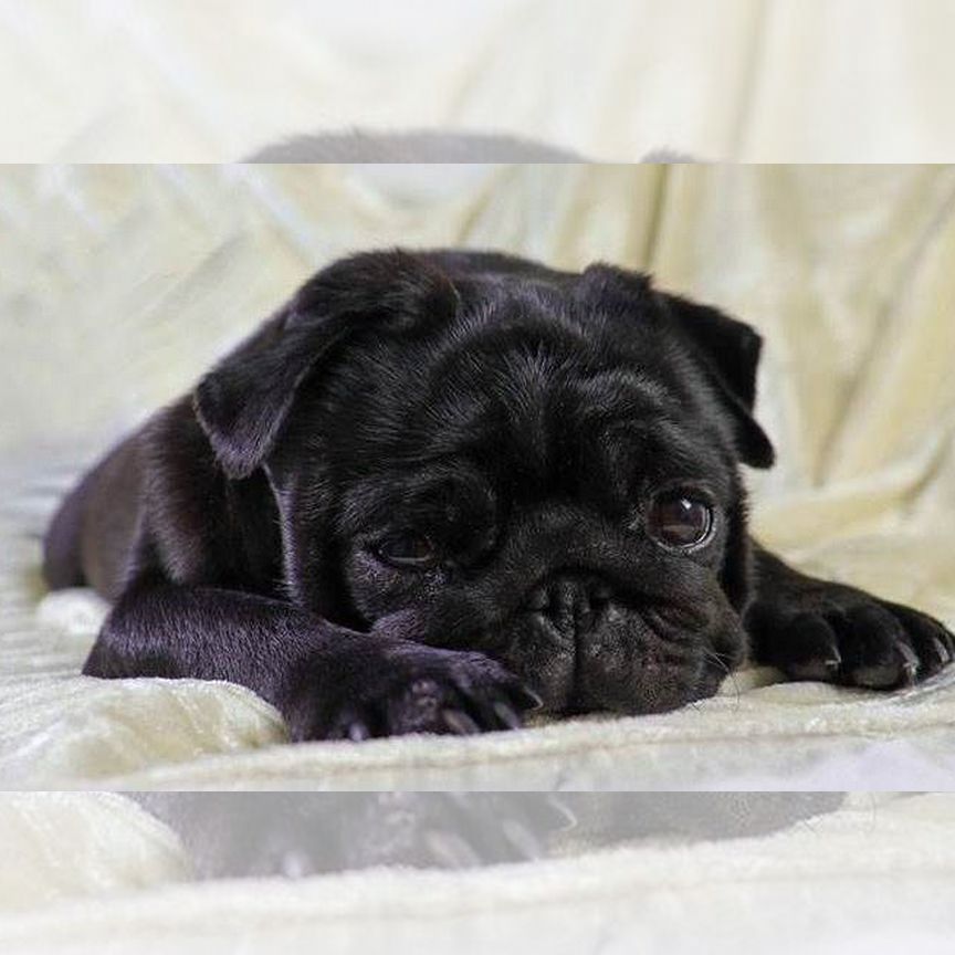 Мопс ищет невесту