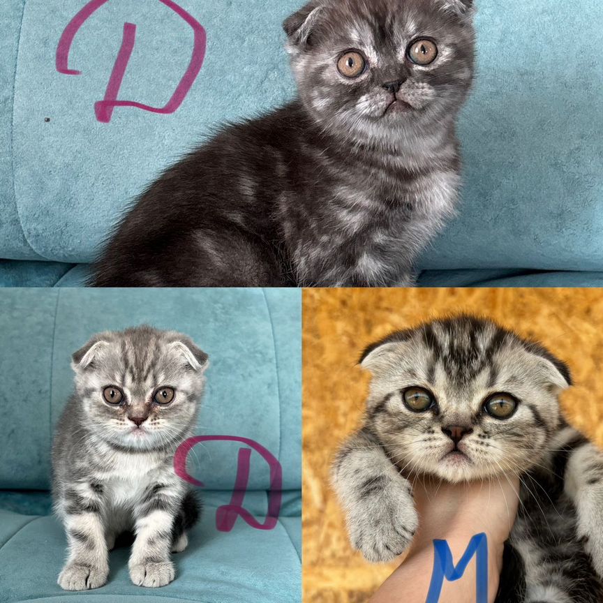 Шотландский вислоухий короткошёрстный котёнок