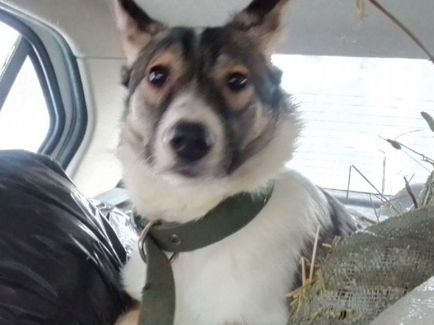 Манюня в добрые руки