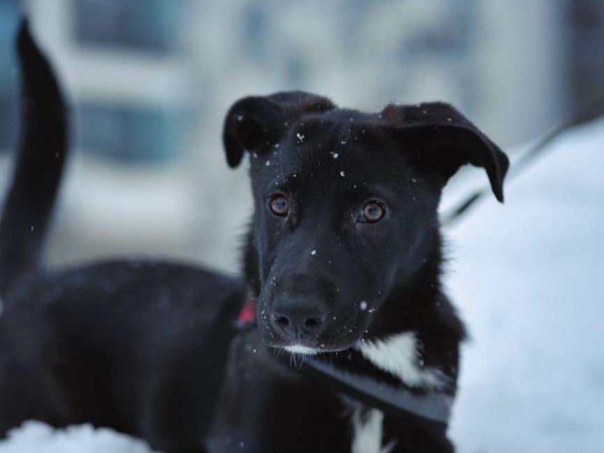 Собачка в добрые руки