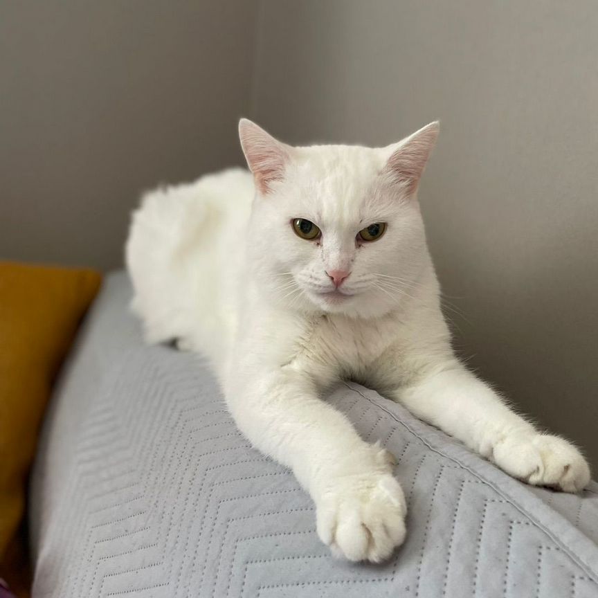 Добрейший кот в добрые руки