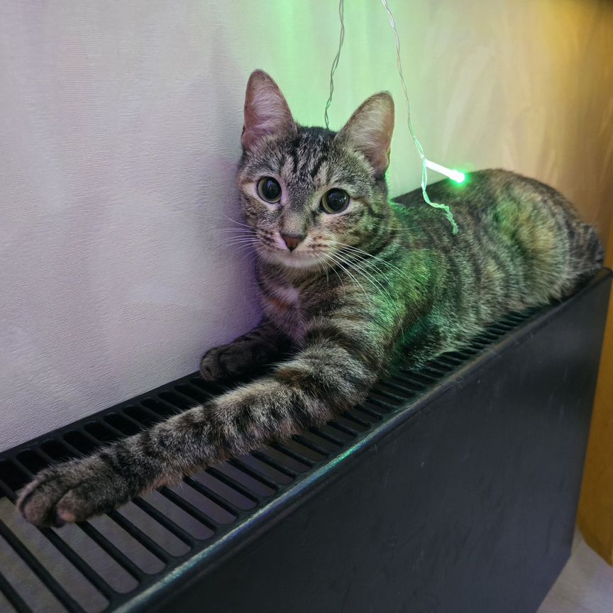 Малышка Марфа ищет семью