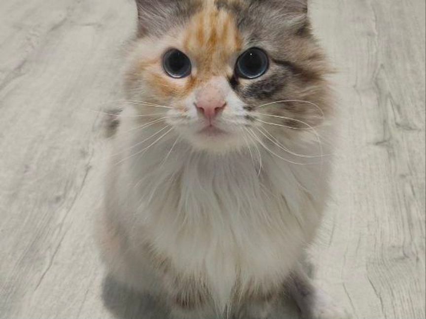 Кошка Саманта