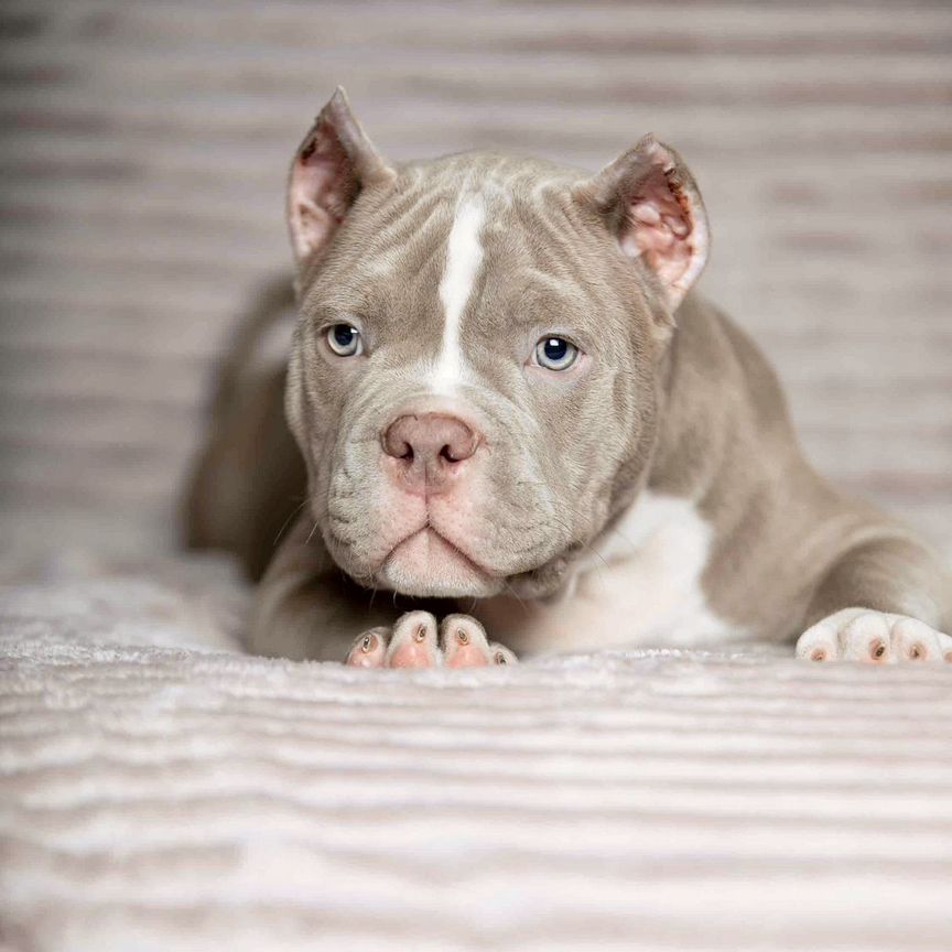 Щенки Американский булли