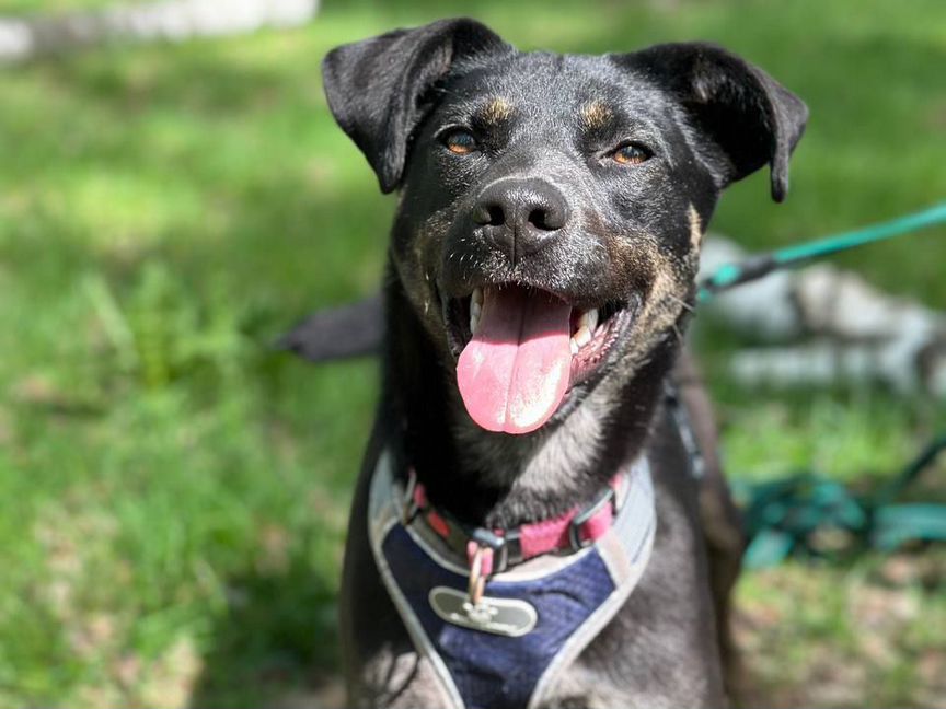 Малышка Черника ищет дом