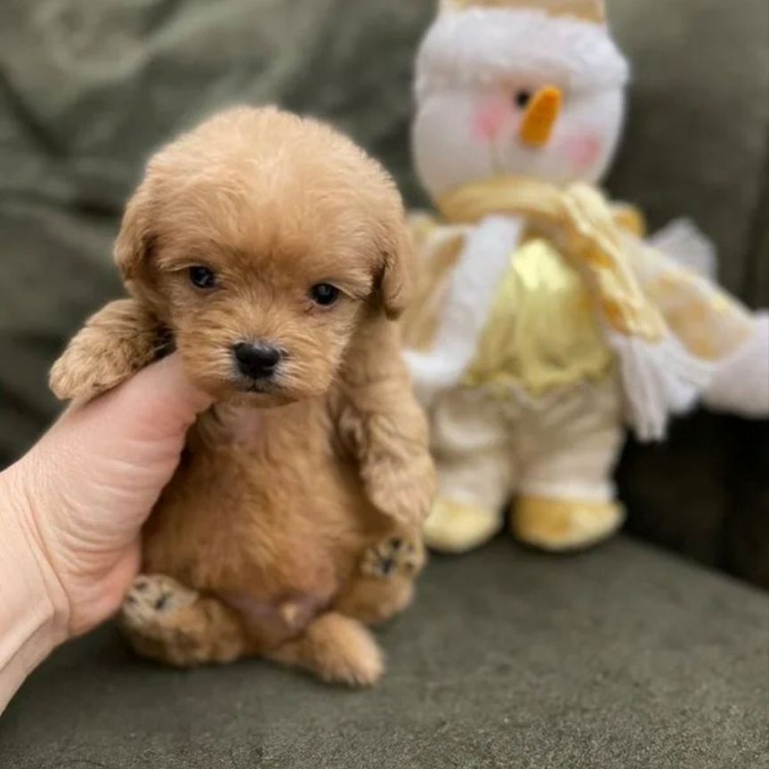 Продаются щенки Мальтипу