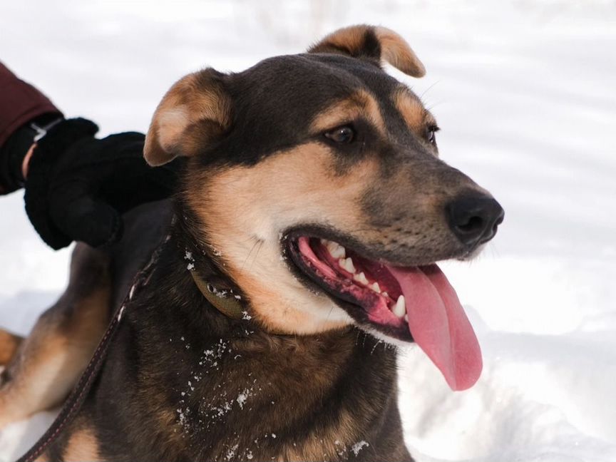 Баунти из приюта